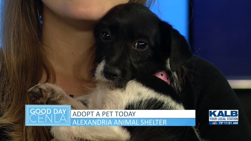 Central Louisiana News, Weather, Sports | KALB