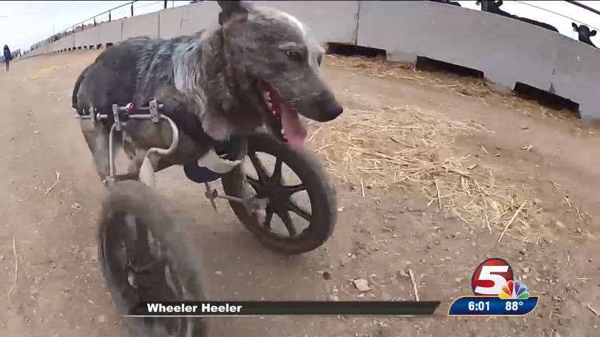 'Wheeler Heeler' Patton keeps his herd in check