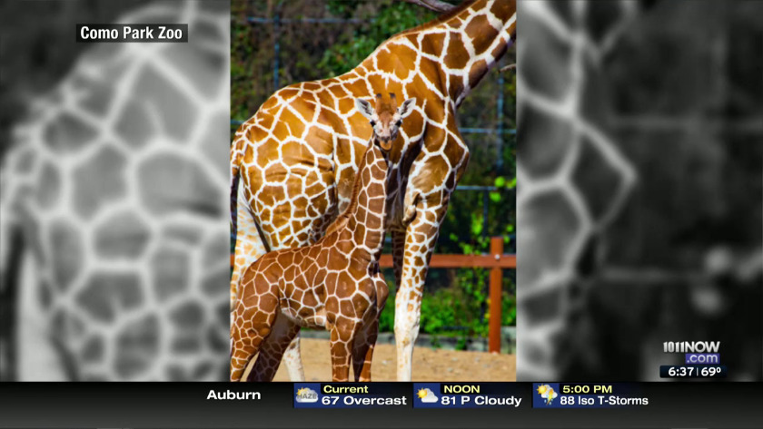 First giraffe coming to Lincoln Children's Zoo on Tuesday