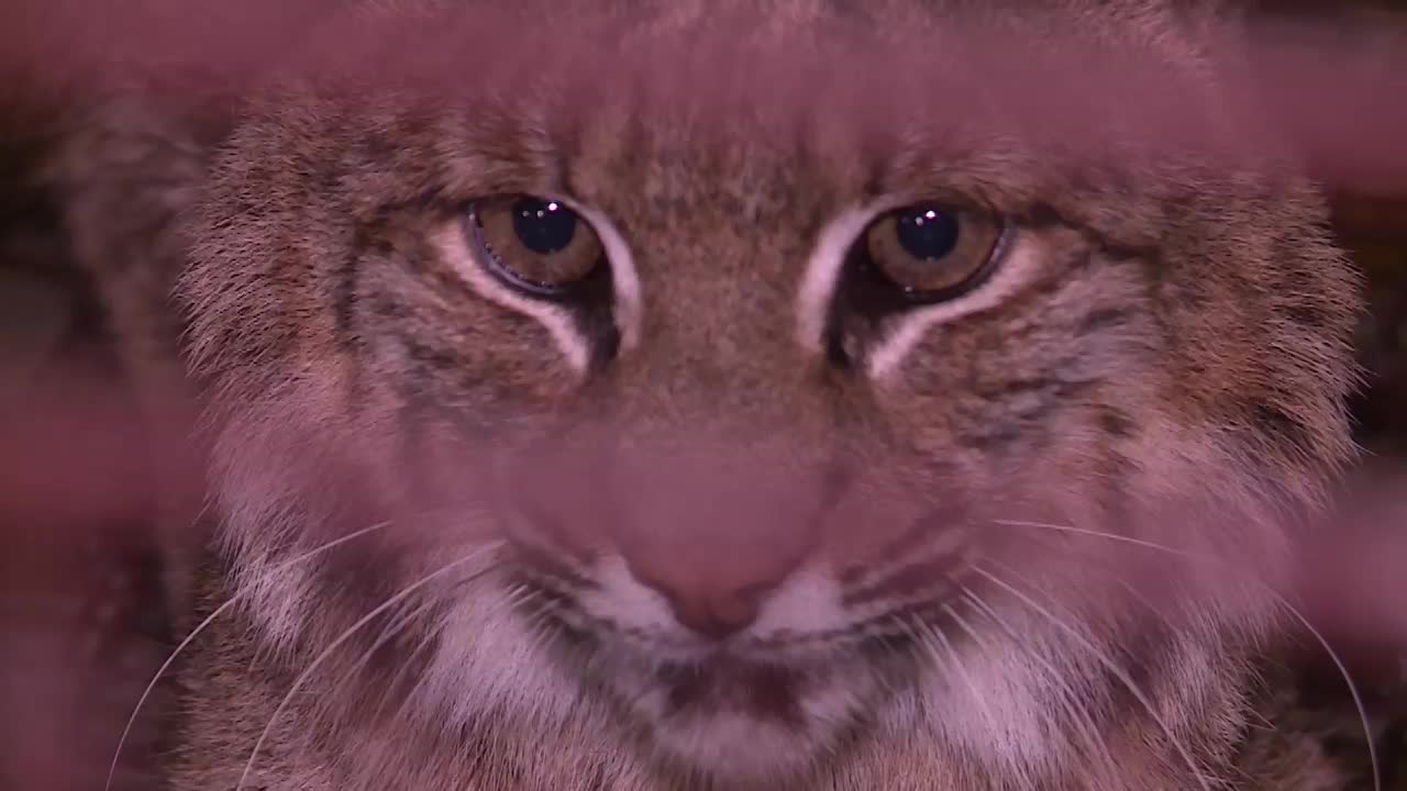 Bobcat captured on VA campus in Lincoln released to wildlife management ...
