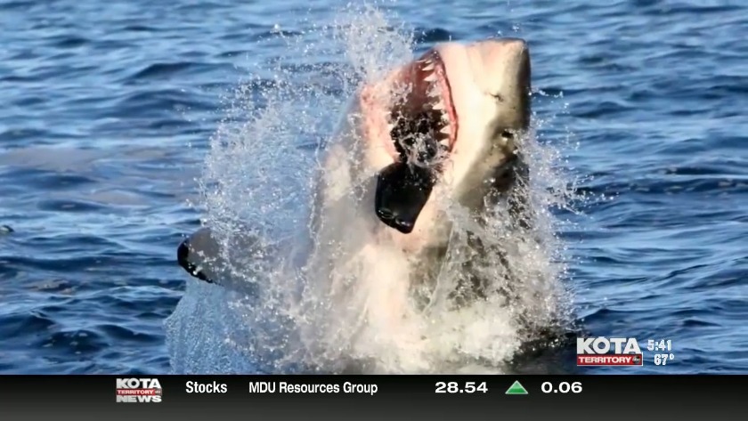 Colossus Great White Shark Size