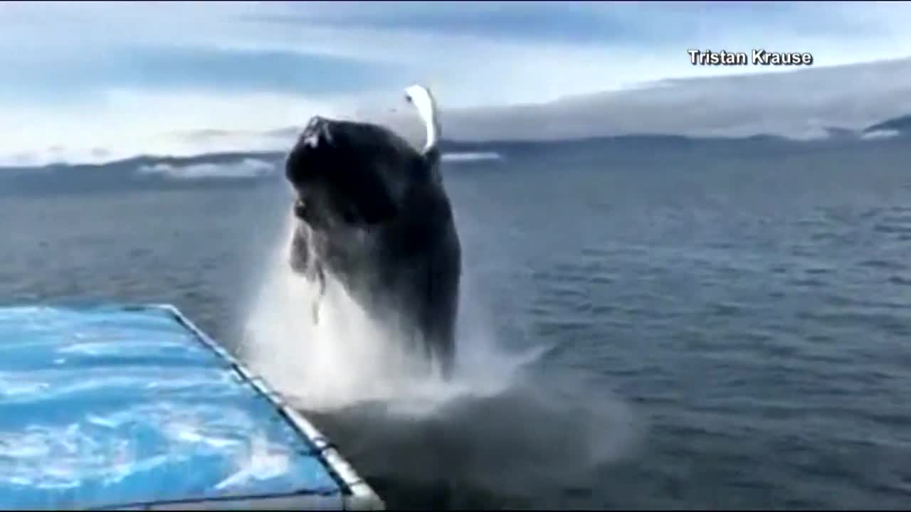 Giant Blue Whale Jumps Over Boat