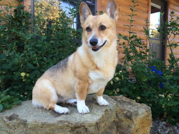 PHOTOS: Remembering Millie 'The Weather Dog'