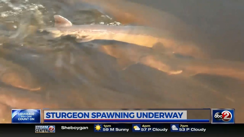 Wolf River a hotspot as sturgeon spawning draws crowd