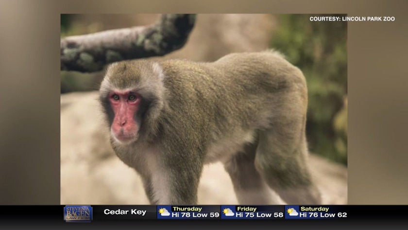 UPDATE: Missing monkey captured then euthanized for safety concerns