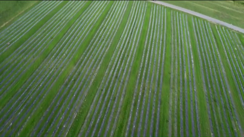 Christiansburg farm becomes largest producer of hemp in Virginia