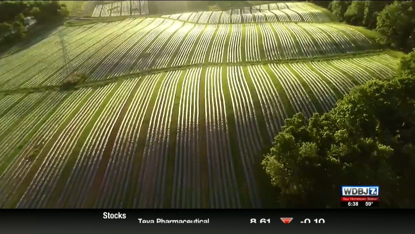 Christiansburg farm becomes largest producer of hemp in Virginia