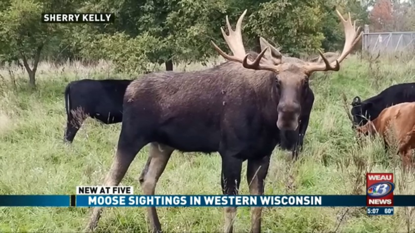 More moose sightings in western Wisconsin