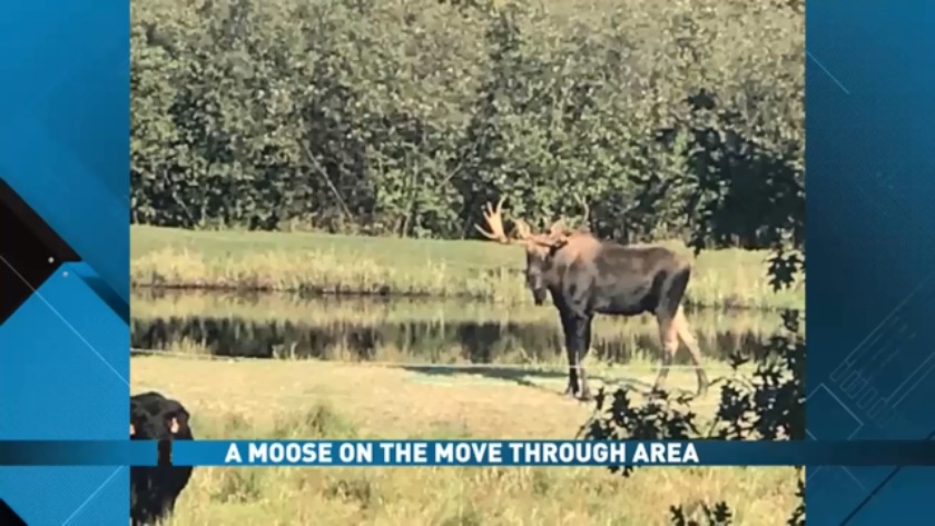 More moose sightings in western Wisconsin