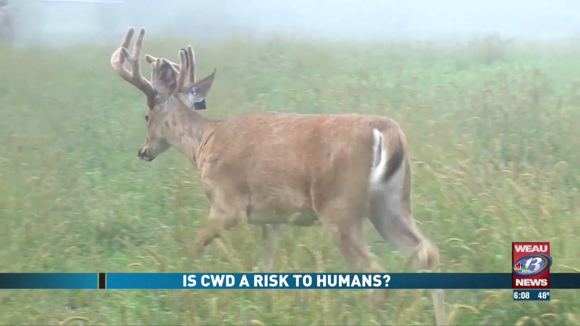 Is CWD a risk to humans? Health officials weigh in