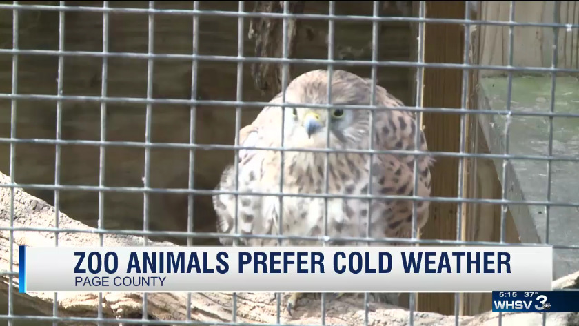 Cold weather impacts on zoo animals