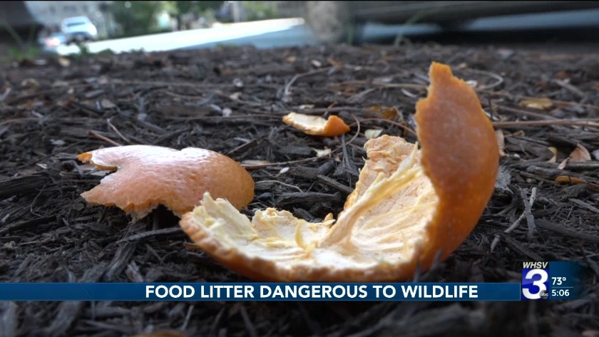 Throwing that apple core out your window is actually dangerous to wildlife