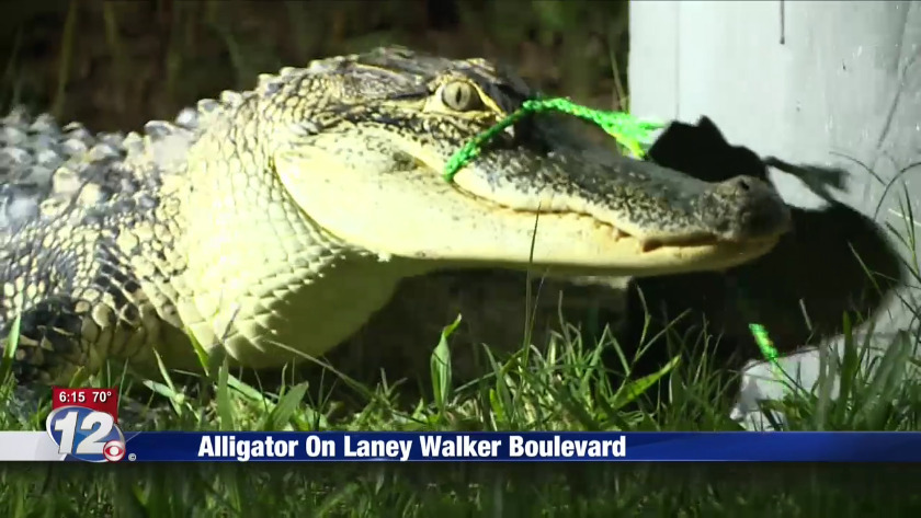 UPDATE | Deputies wrangle gator as DNR faces game warden shortage