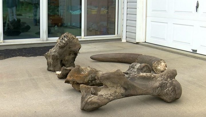 12,000-year-old mastodon bones found on family farm