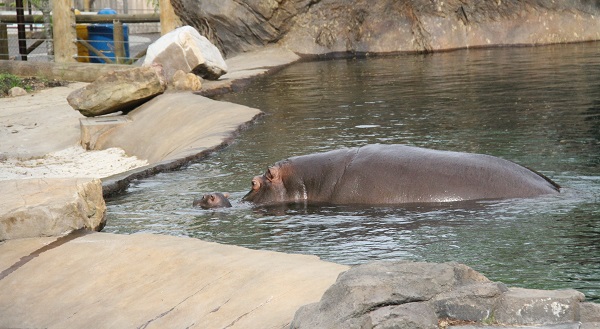 Memphis Zoo's baby hippo needs a name