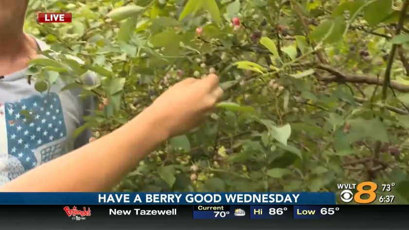 Wednesday marks National Blueberry Muffin Day